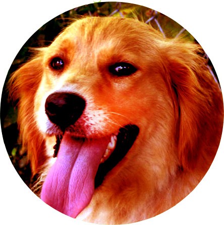 Inanimate Alice | Education Services Australia | Digital Assets